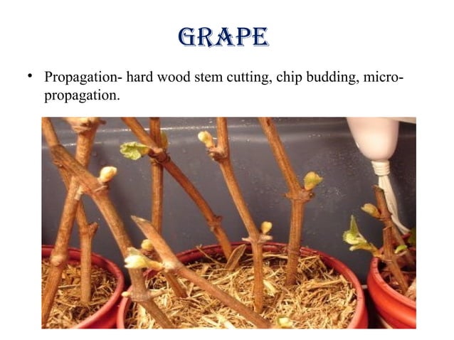 Rootstock | PPT | Agriculture | Industries
