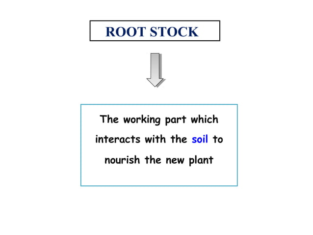 Rootstock | PPT | Agriculture | Industries