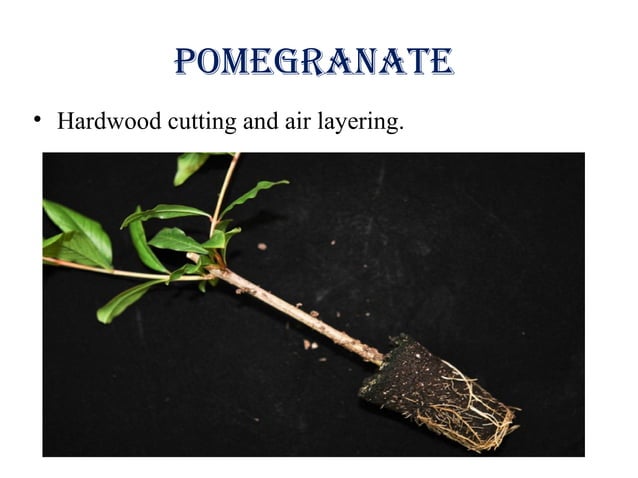 Rootstock | PPT | Agriculture | Industries