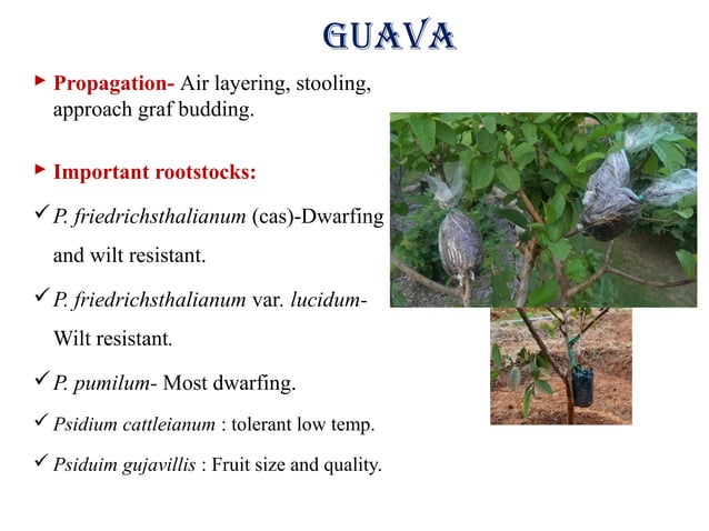 Rootstock | PPT | Agriculture | Industries