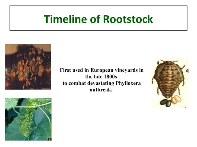 Rootstock | PPT | Agriculture | Industries