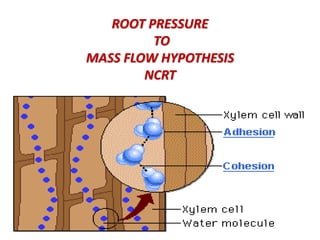 transport in plants chapter 11 - ncert | PPTX