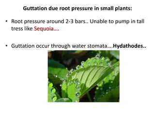 transport in plants chapter 11 - ncert | PPTX