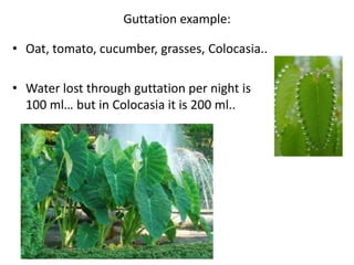 transport in plants chapter 11 - ncert | PPTX