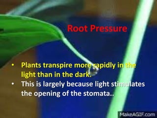 transport in plants chapter 11 - ncert | PPTX