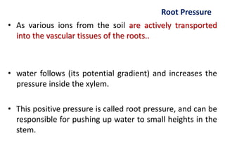 transport in plants chapter 11 - ncert | PPTX