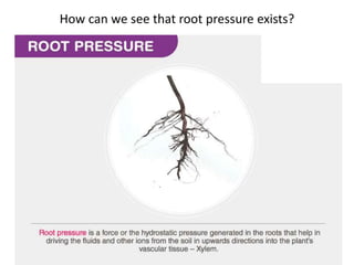 transport in plants chapter 11 - ncert | PPTX | Gardening | Home & Garden