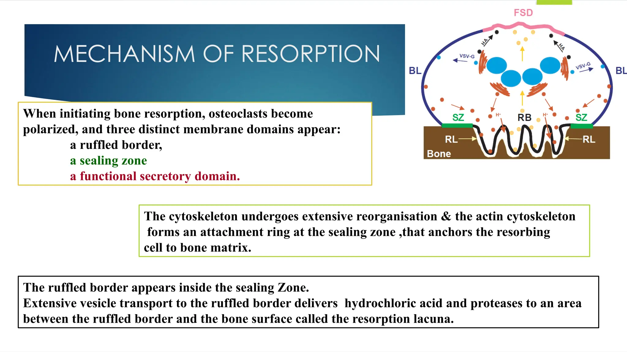 Root resorption and its management in Dentistry | PPTX