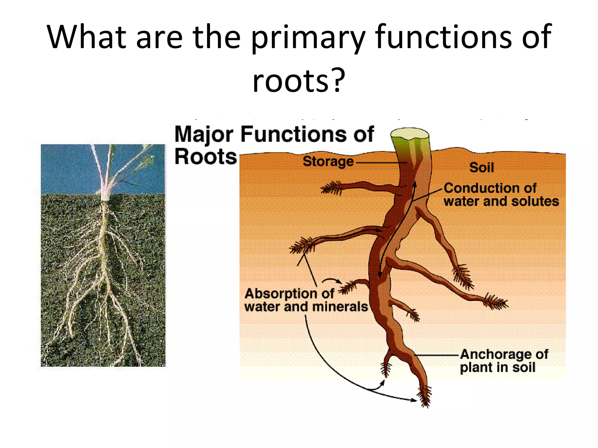 Roots | PPT