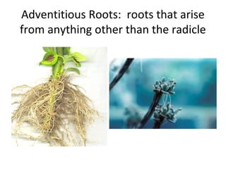 Roots | PPT