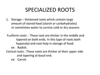Roots | PPT