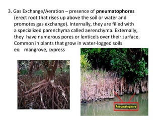 Roots | PPT