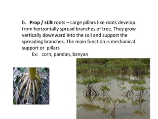 Roots | PPT