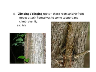 Roots | PPT