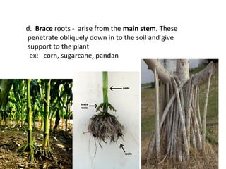 Roots | PPT
