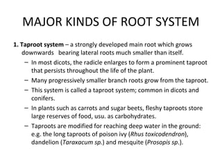 Roots | PPT