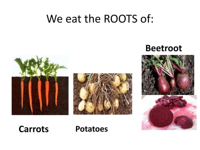 Roots | PPT