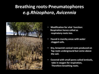 Pneumatophores In Rhizophora