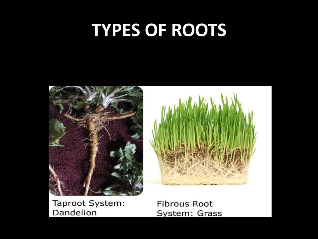 Roots