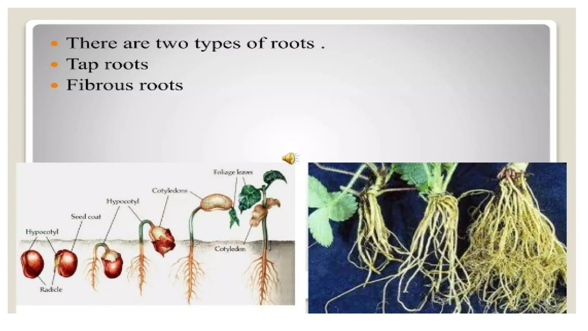 Part of a plant the partss and importance of rootspptx | PPTX | Science