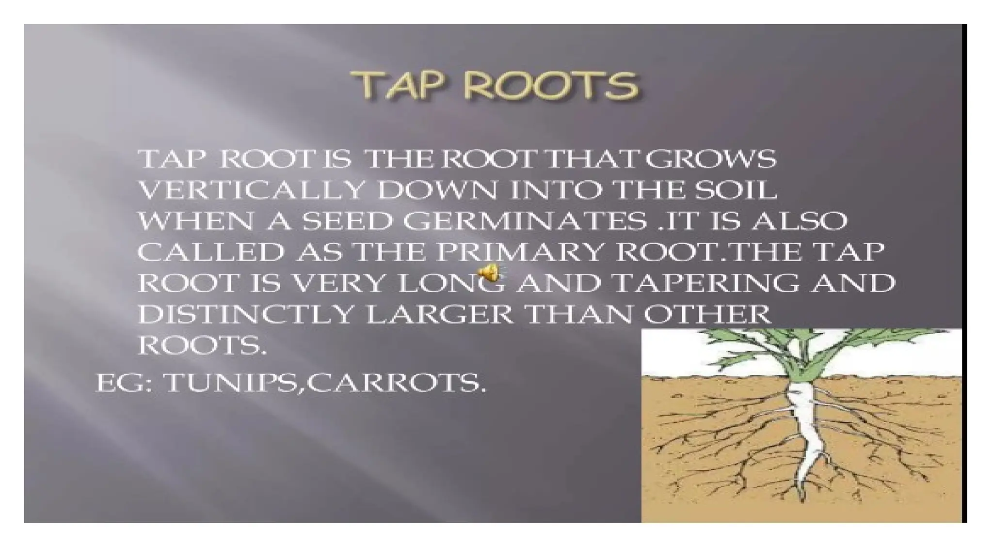 Part of a plant the partss and importance of rootspptx | PPTX | Science