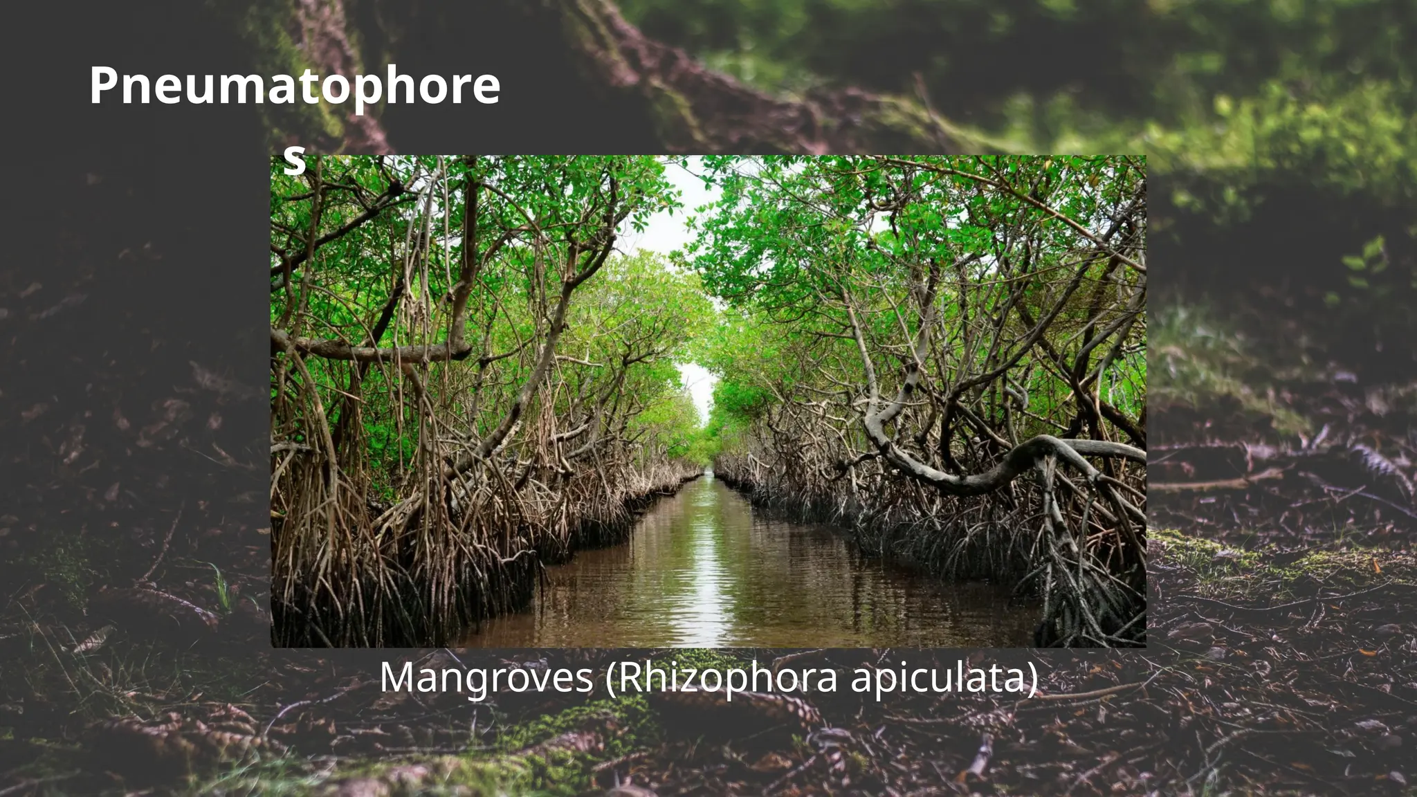 Roots and it's types: taproot, fibrous, and adventitious roots | PPTX