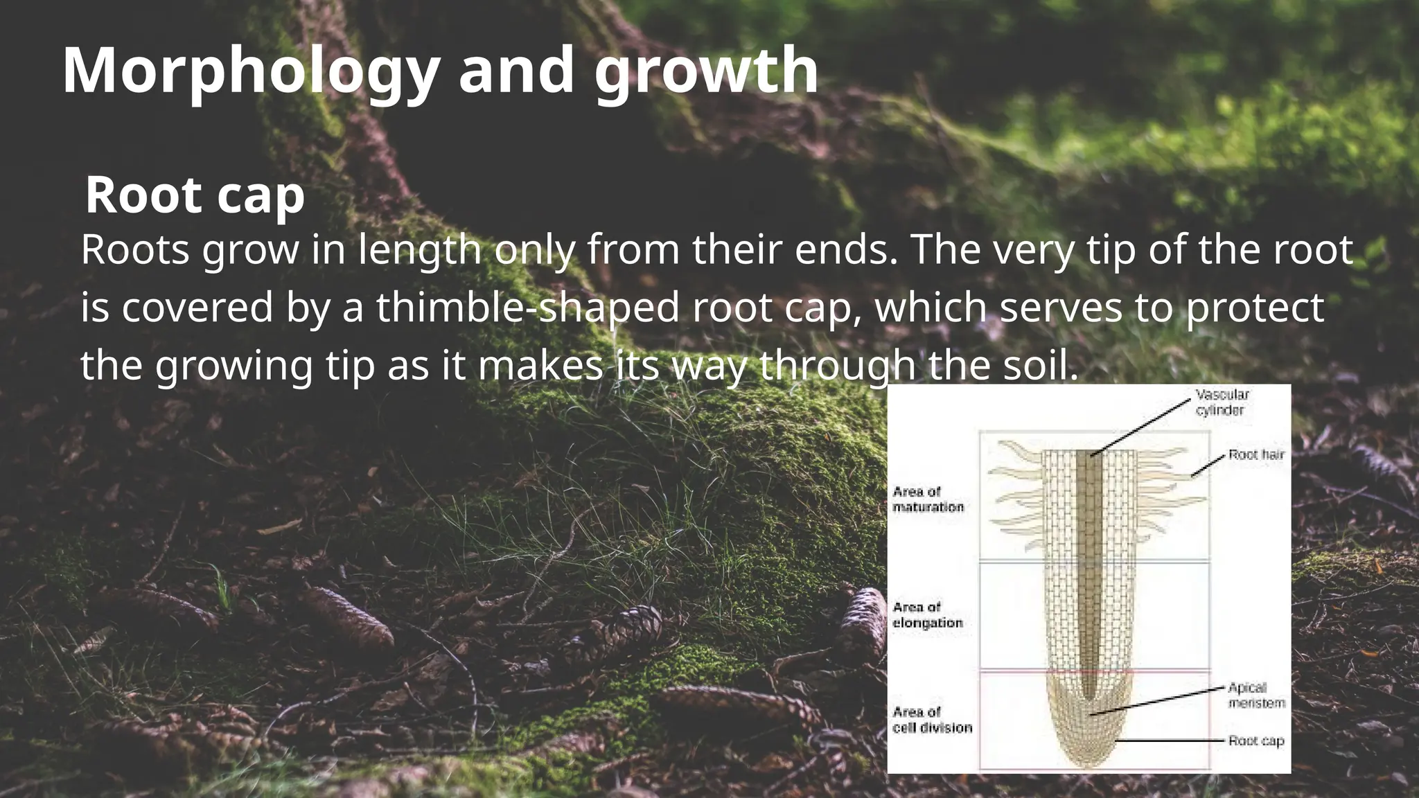 Roots and it's types: taproot, fibrous, and adventitious roots | PPTX