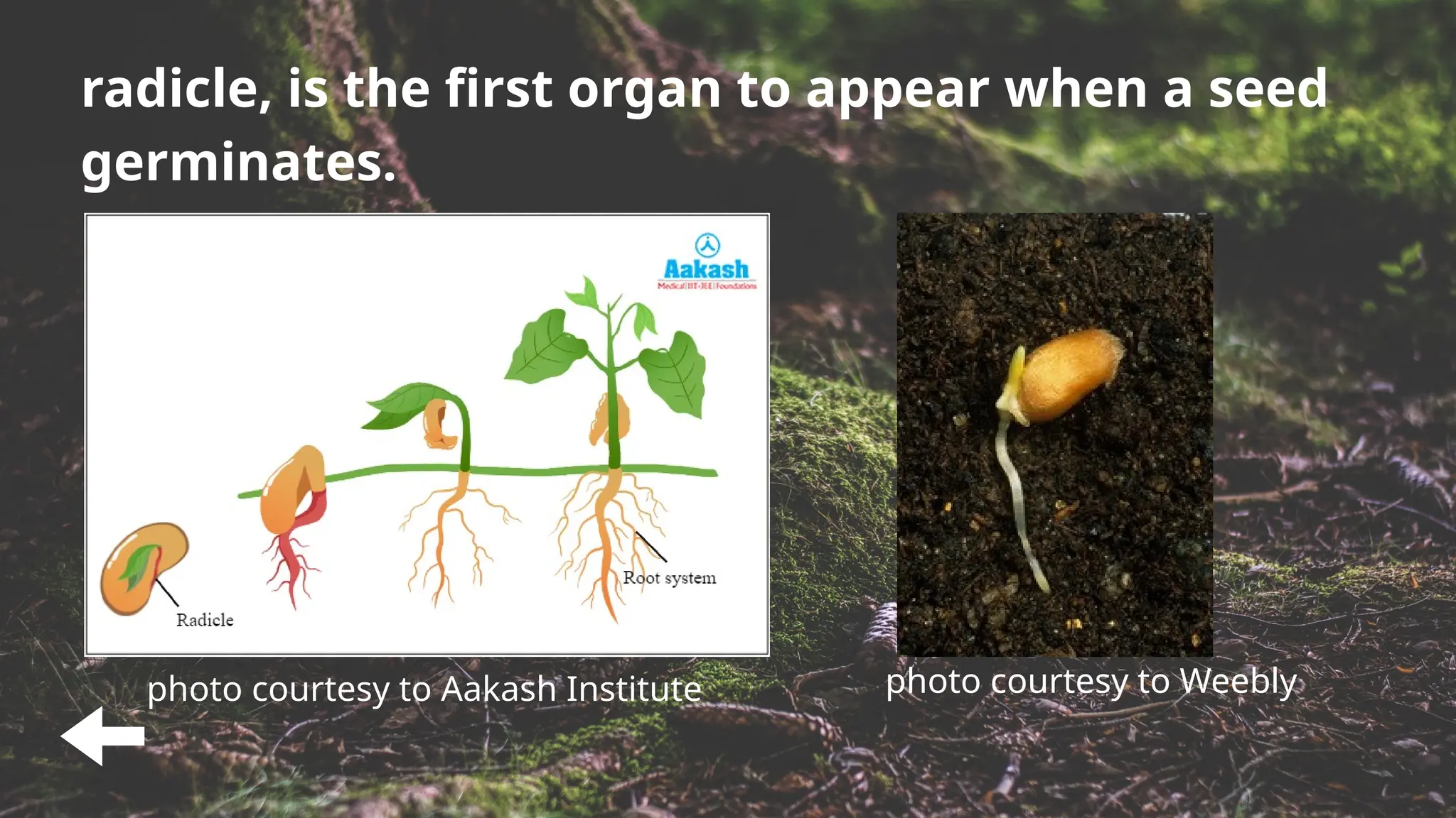 Roots and it's types: taproot, fibrous, and adventitious roots | PPTX