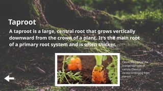Roots and it's types: taproot, fibrous, and adventitious roots | PPTX
