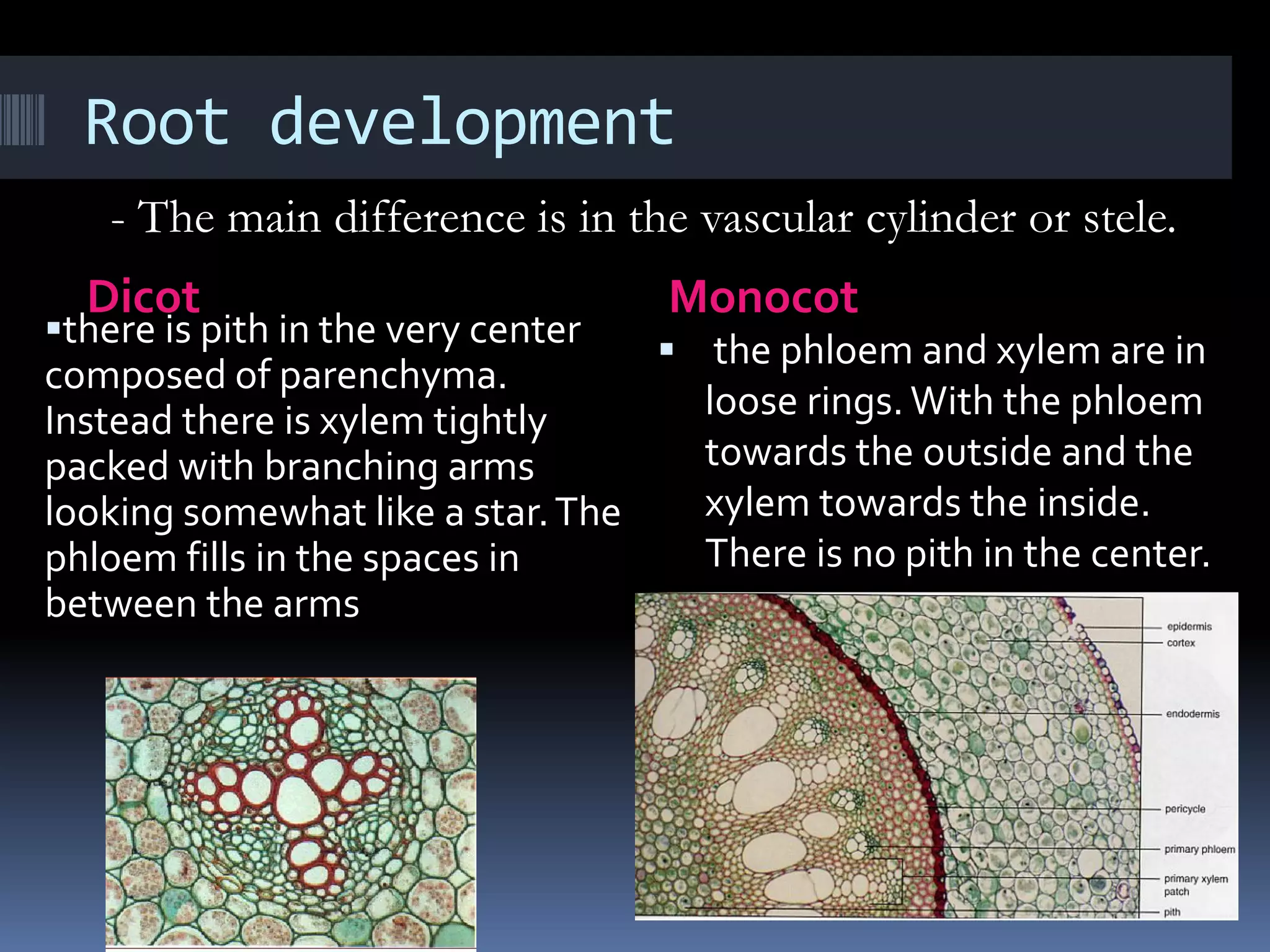 Root anatomy | PDF