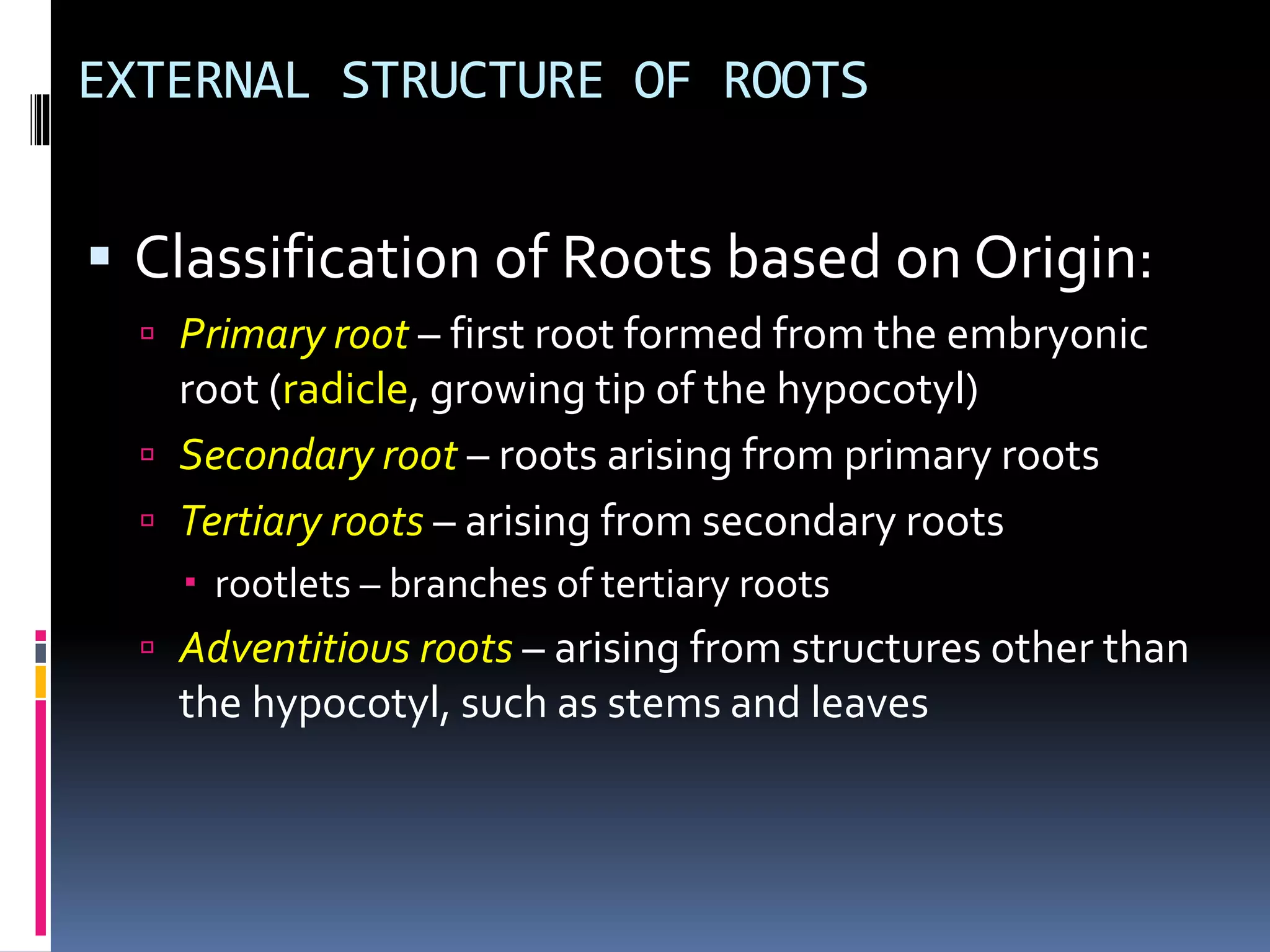 Root anatomy | PDF