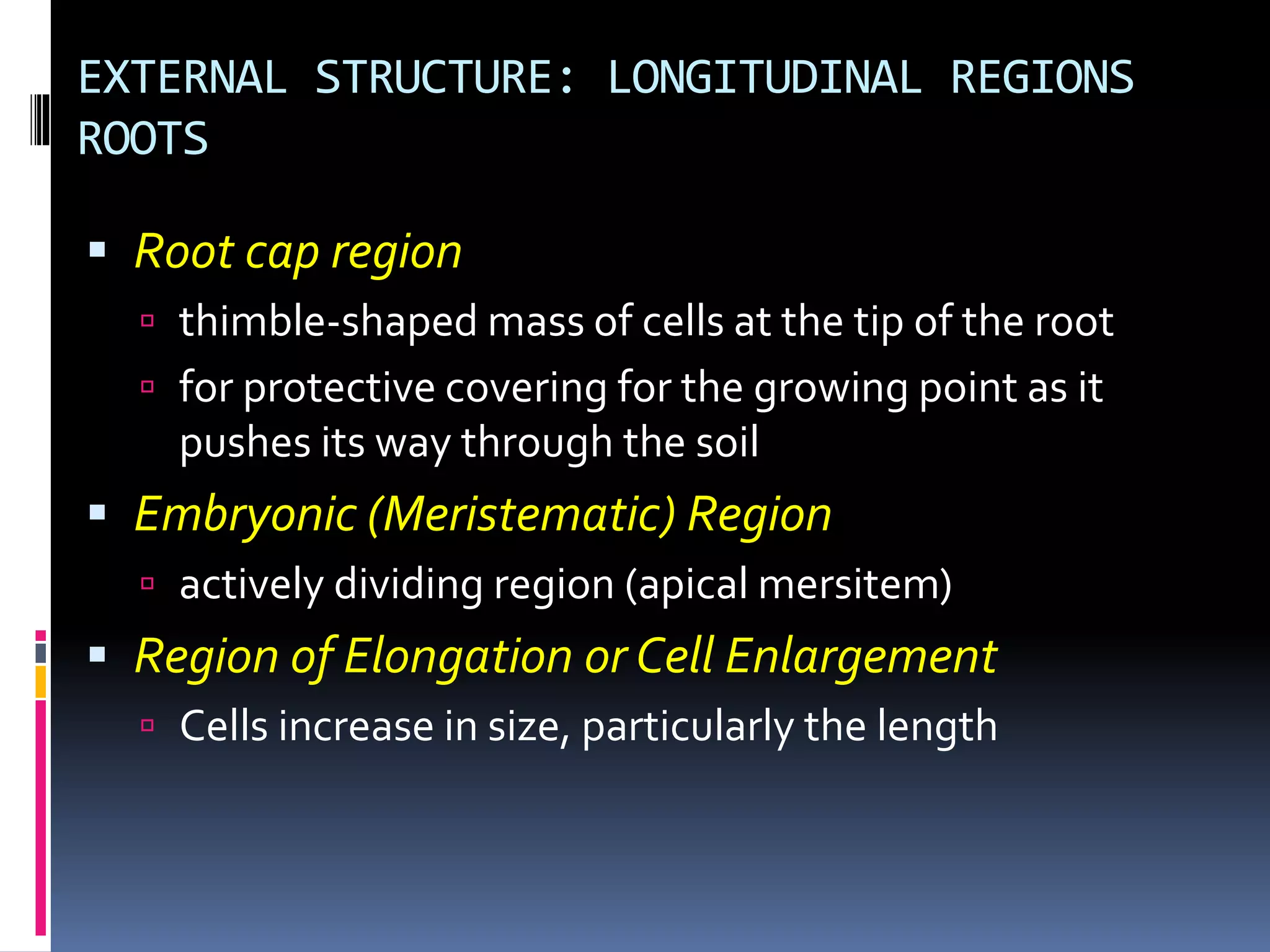 Root anatomy | PDF