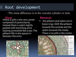 Root anatomy | PDF