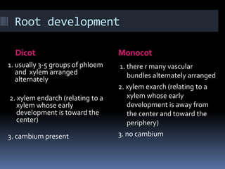 Root anatomy | PDF | Gardening | Home & Garden