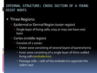 Root anatomy | PDF | Gardening | Home & Garden