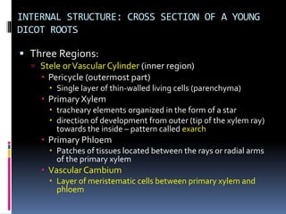 Root anatomy | PDF | Gardening | Home & Garden