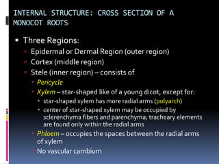 Root anatomy | PDF | Gardening | Home & Garden