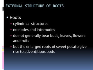 Root anatomy | PDF | Gardening | Home & Garden