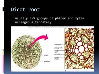 Root anatomy | PDF | Gardening | Home & Garden
