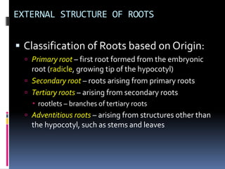 Root anatomy | PDF | Gardening | Home & Garden