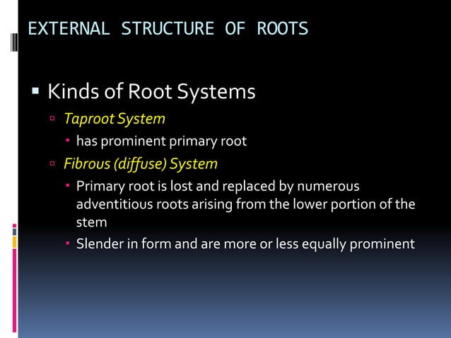 Root anatomy | PDF | Gardening | Home & Garden