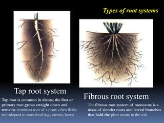 Root anatomy | PDF | Gardening | Home & Garden