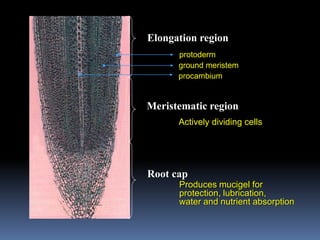 Root anatomy | PDF | Gardening | Home & Garden