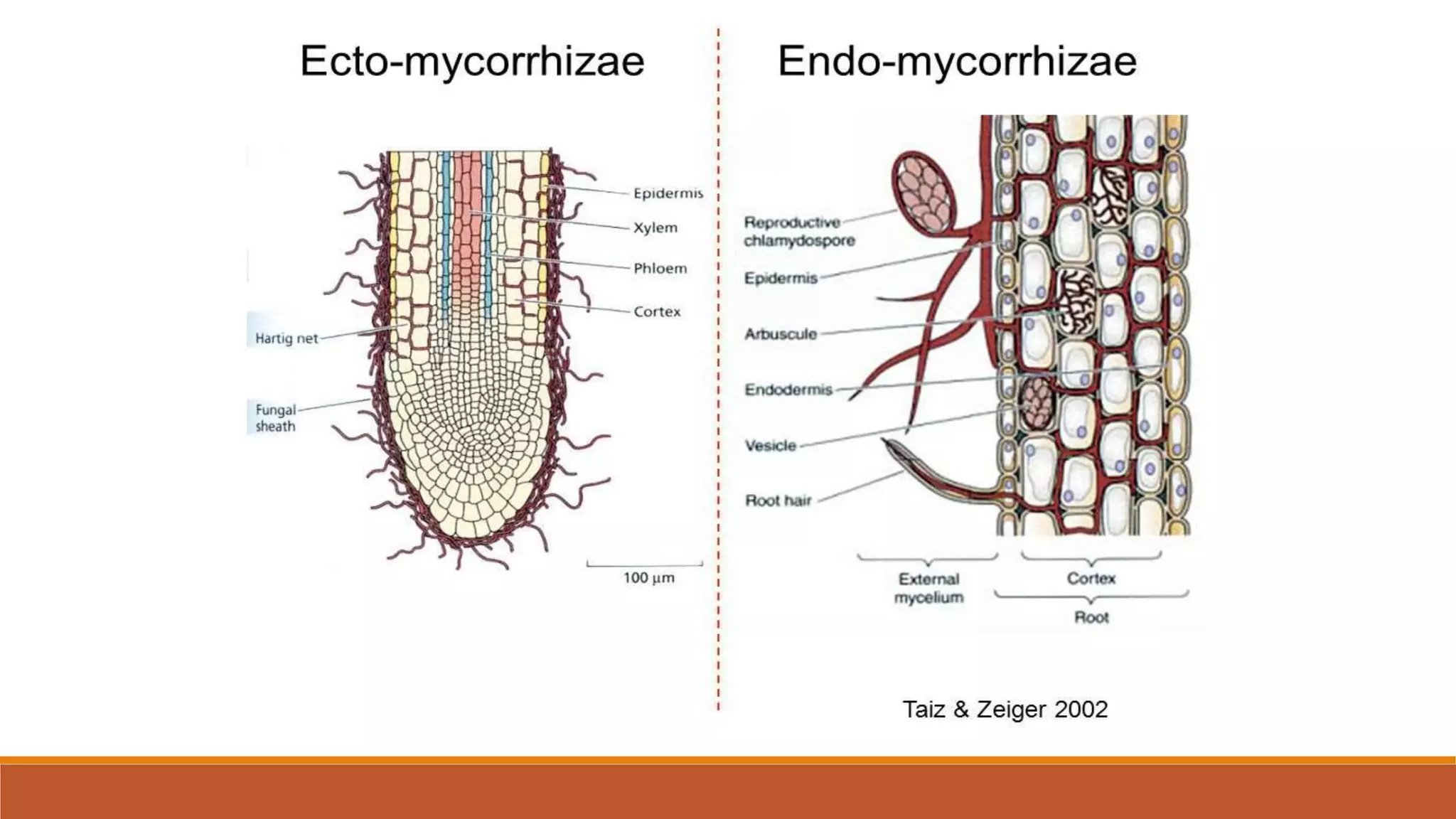 Roots and mycorrhiza in plantation ecosystem | PPTX