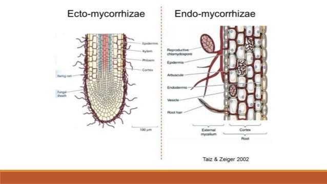 Ectomycorrhizal Diagram
