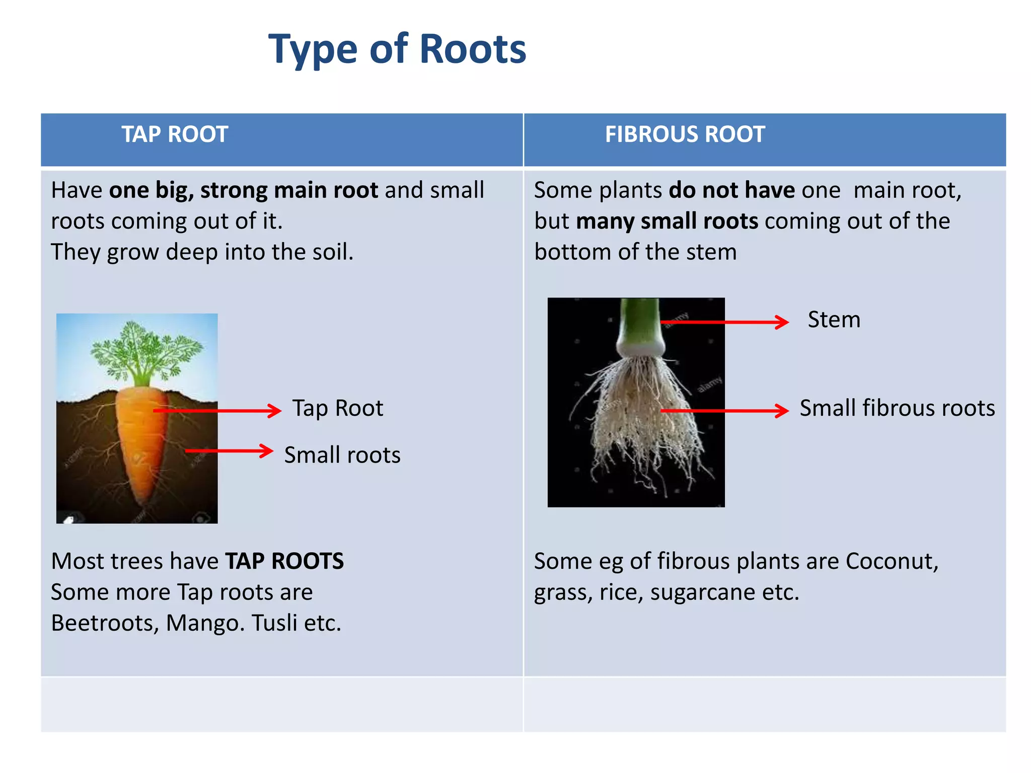 Plants, Roots and stem | PPTX