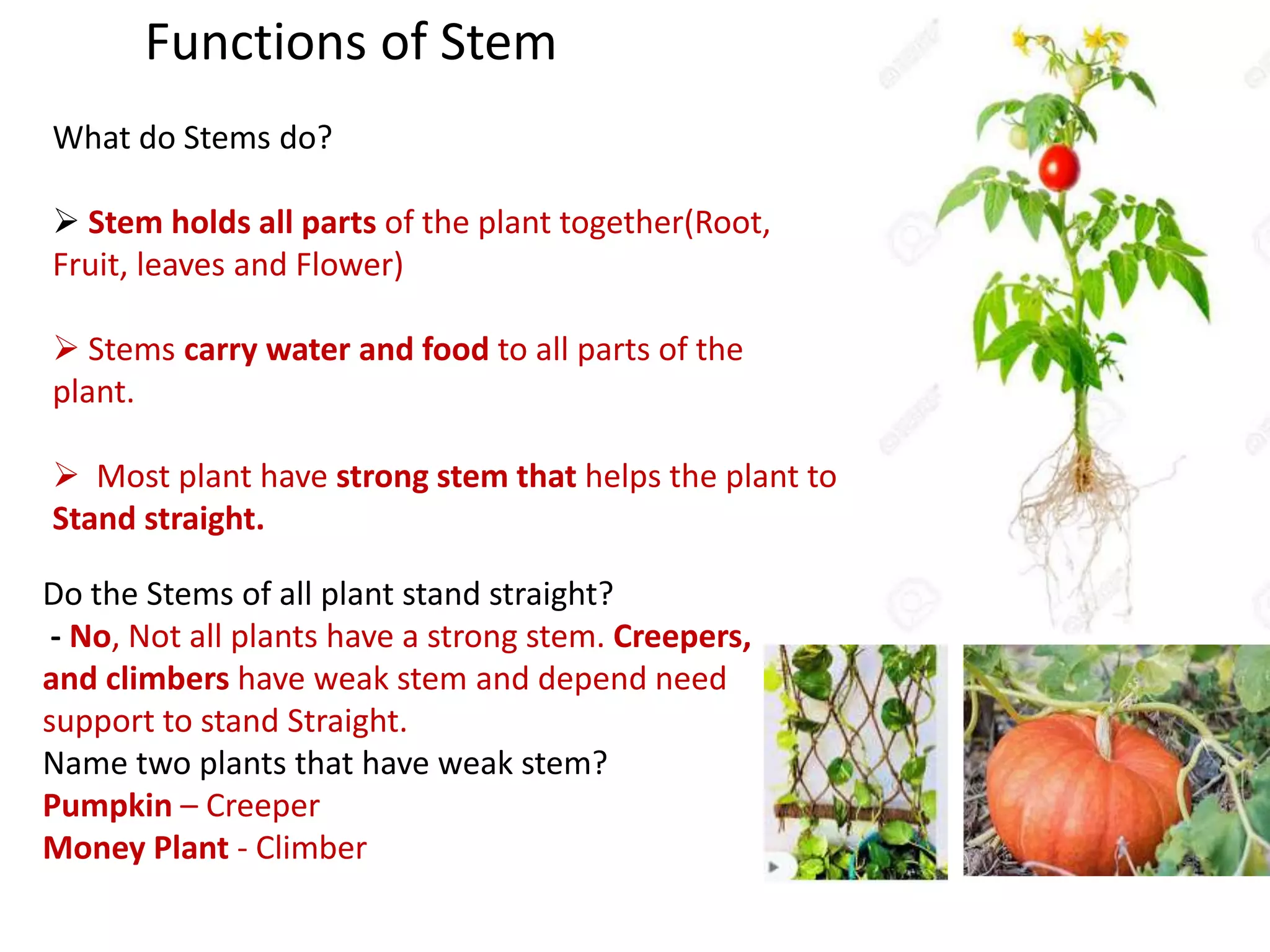 Plants, Roots and stem | PPTX