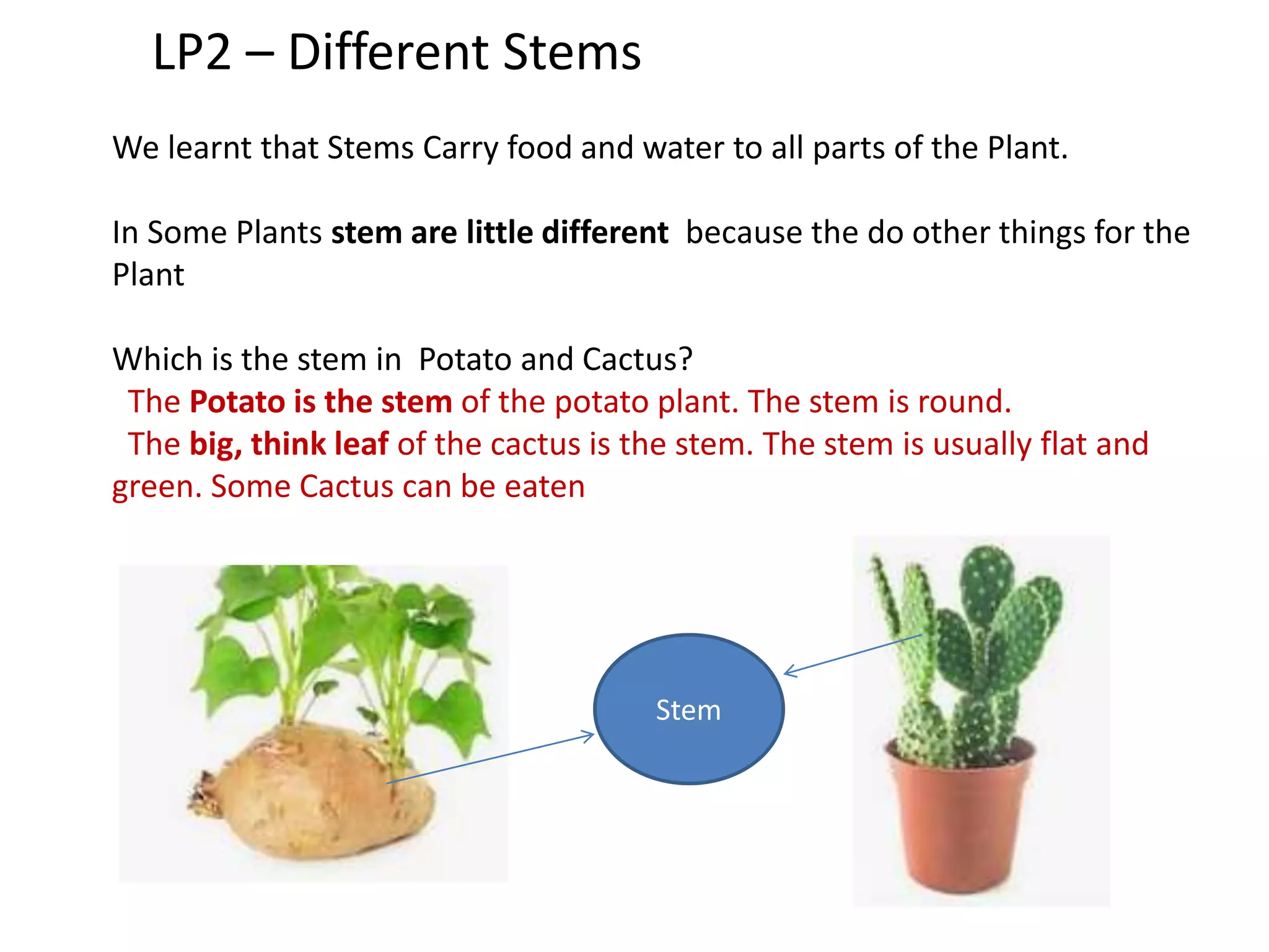 Plants, Roots and stem | PPTX