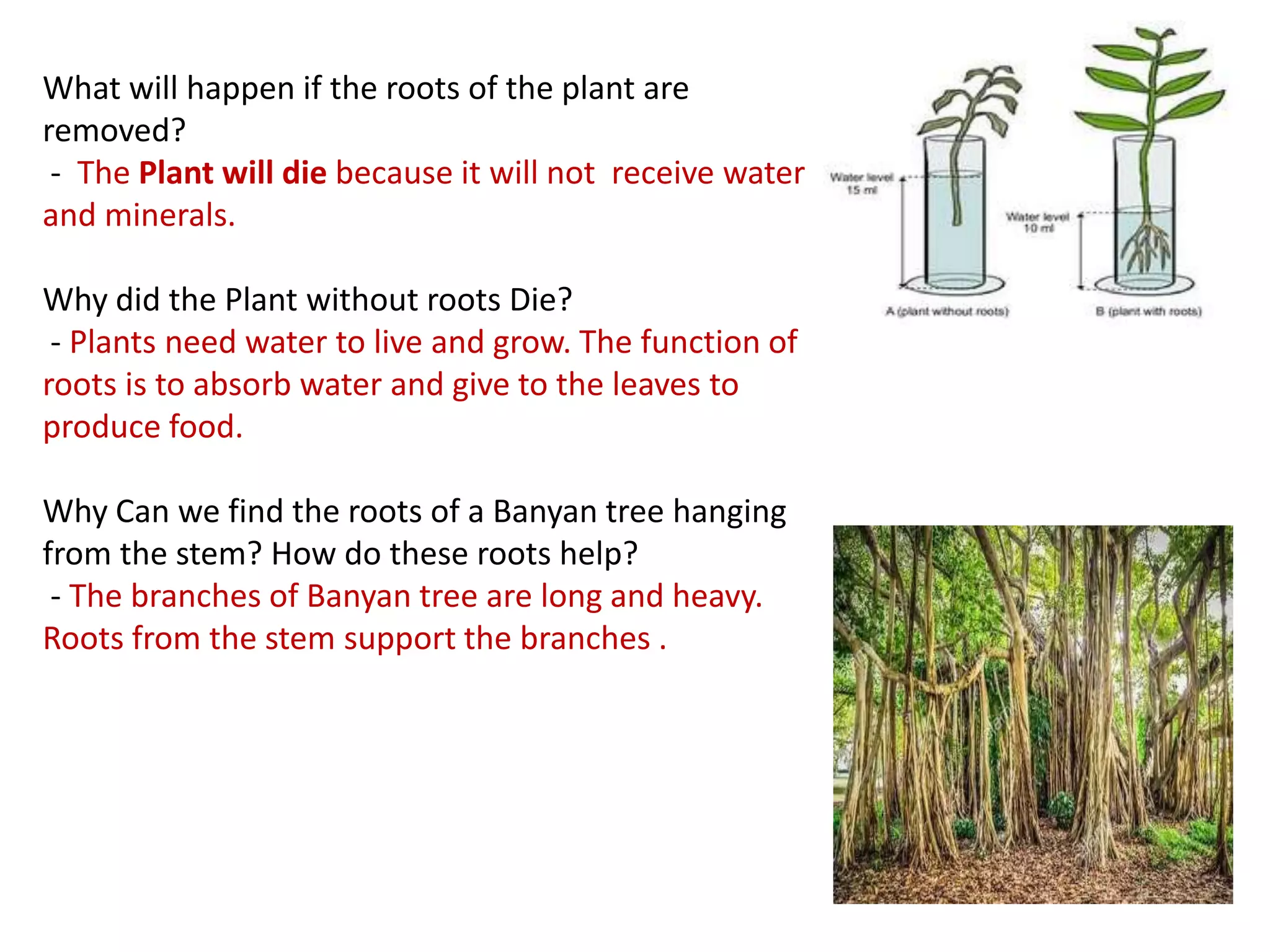 Plants, Roots and stem | PPTX