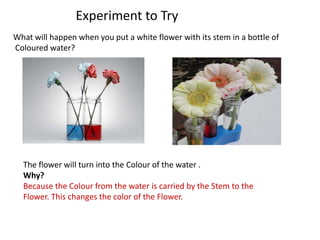 Plants, Roots and stem | PPTX